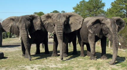 African elephant at Virginia Zoo dies | 13newsnow.com