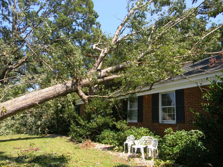 Who's responsible for the tree that fell in my yard? | 13newsnow.com