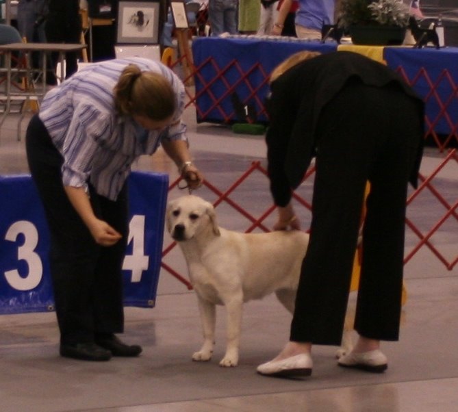 All-Breed Dog Show in Hampton this weekend | 13newsnow.com