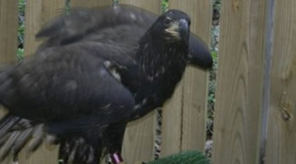 Rescued Norfolk eagle settles in Stafford County | 13newsnow.com