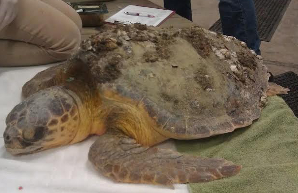 Turtle released sporting high-tech satellite transmitter | 13newsnow.com