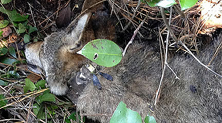 Red wolf found shot to death in NC | 13newsnow.com