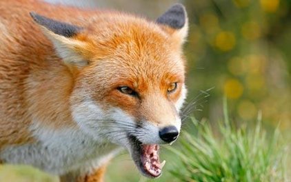 Rabid fox remains on the loose after attacking 3 people | 13newsnow.com