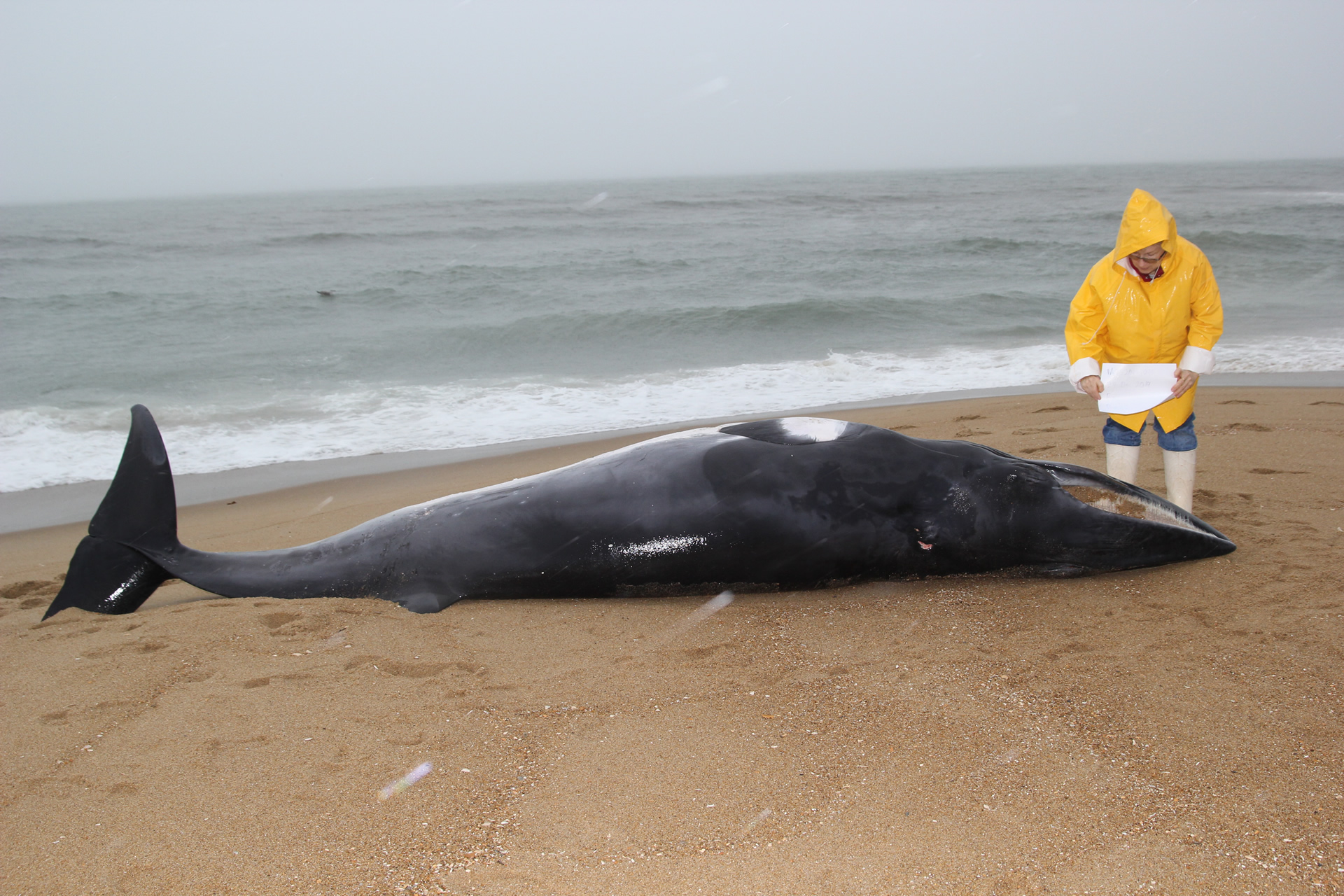 Preliminary necropsy completed in whale's death | 13newsnow.com