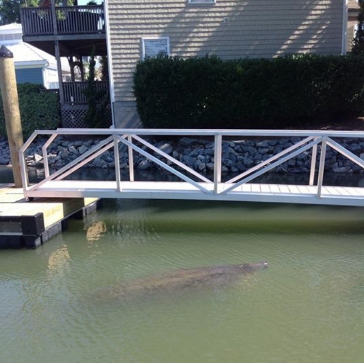 Florida manatees popping up in Virginia Beach | 13newsnow.com