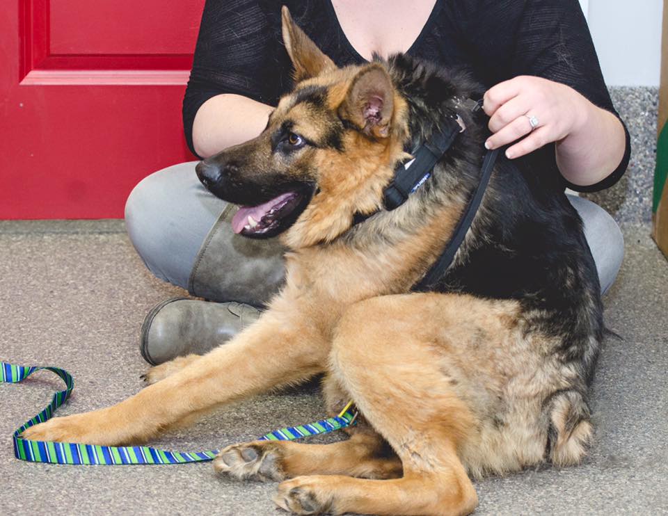 Dog with rare spine syndrome 'doing great' after surgery | 13newsnow.com