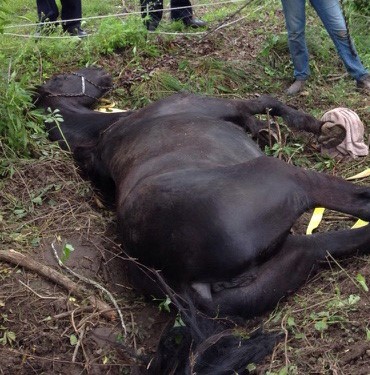 Fire and Rescue help free trapped horse | 13newsnow.com