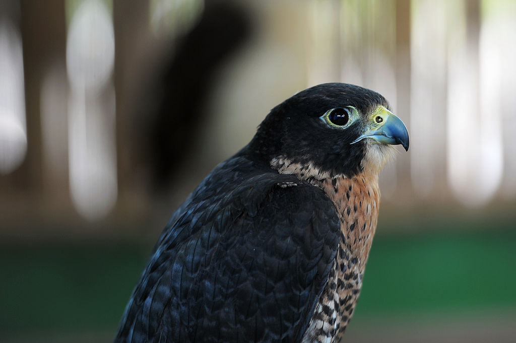 Peregrine falcon chick dies after crashing into window | 13newsnow.com
