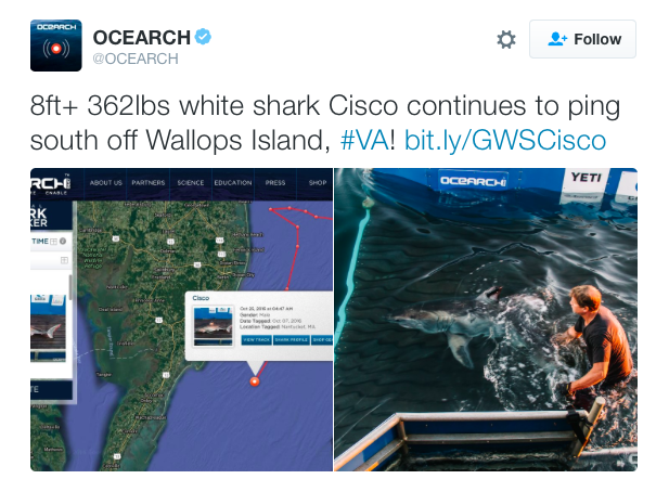 Great white shark pings off Wallops Island | wusa9.com