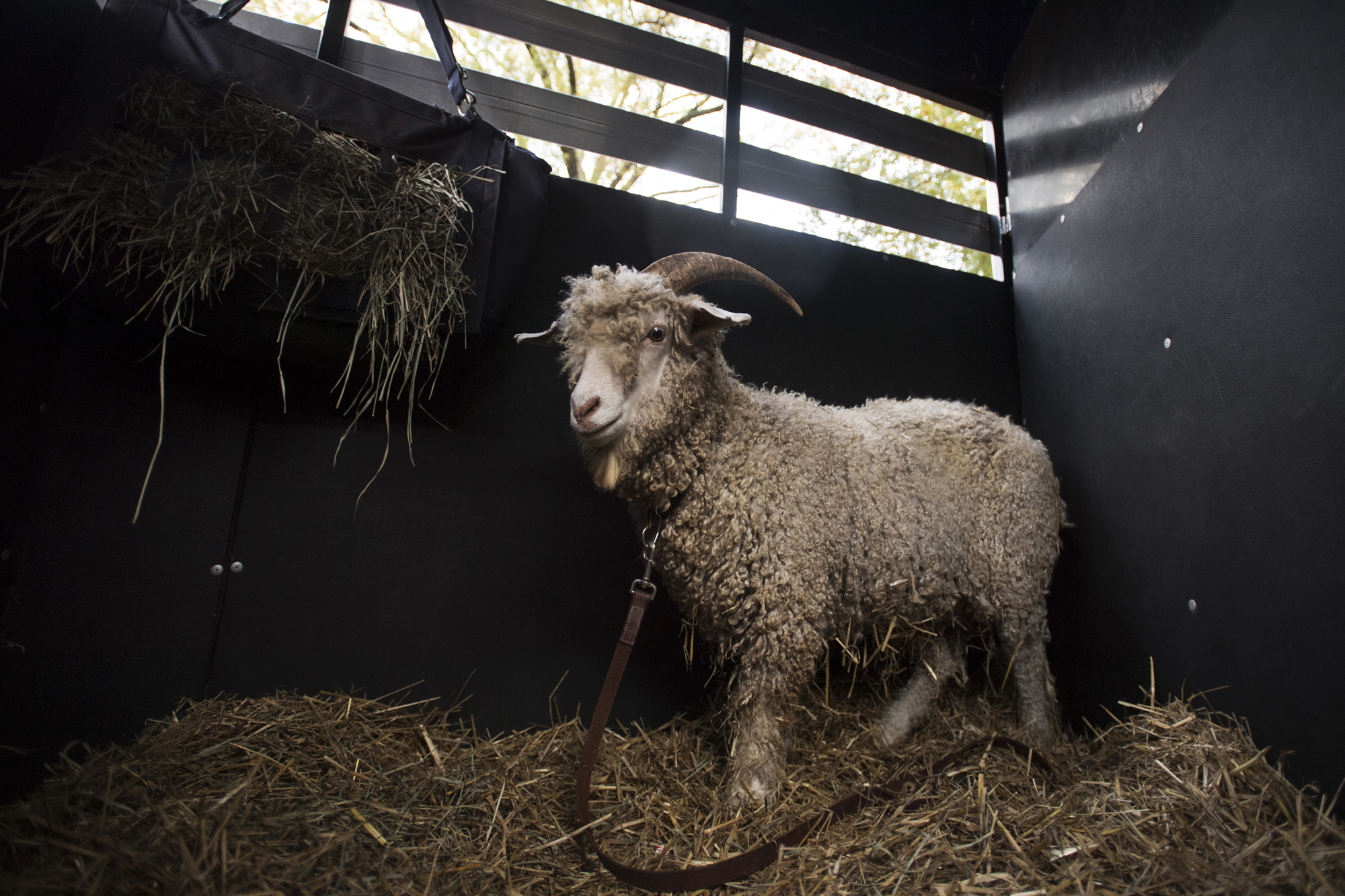 Naval Academy gets its goat — 37th mascot joins the herd | 13newsnow.com