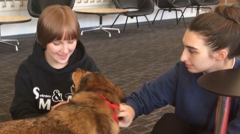Therapy dogs help college students relax during finals | king5.com