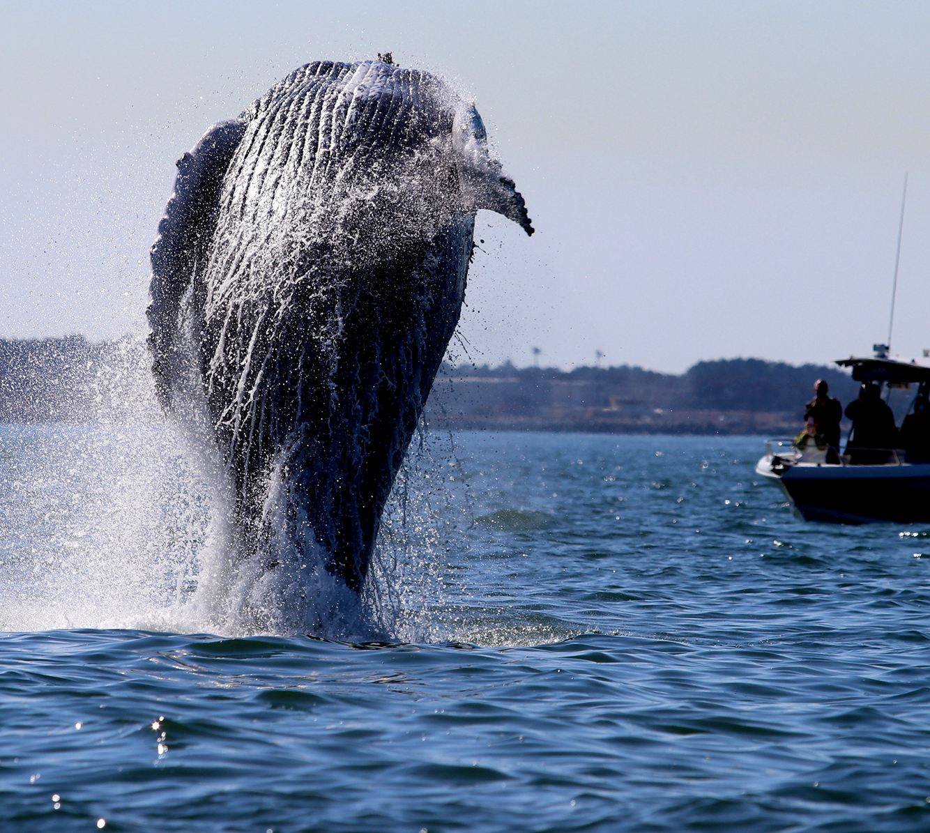 Humpback Whale Douses Boaters at Virginia Beach | wfmynews2.com