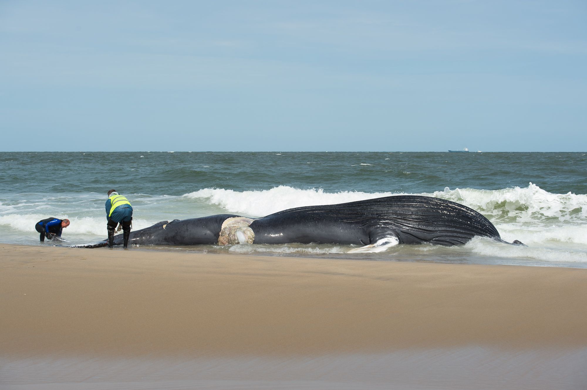 Fifth humpback whale washes ashore in Delaware | 13newsnow.com
