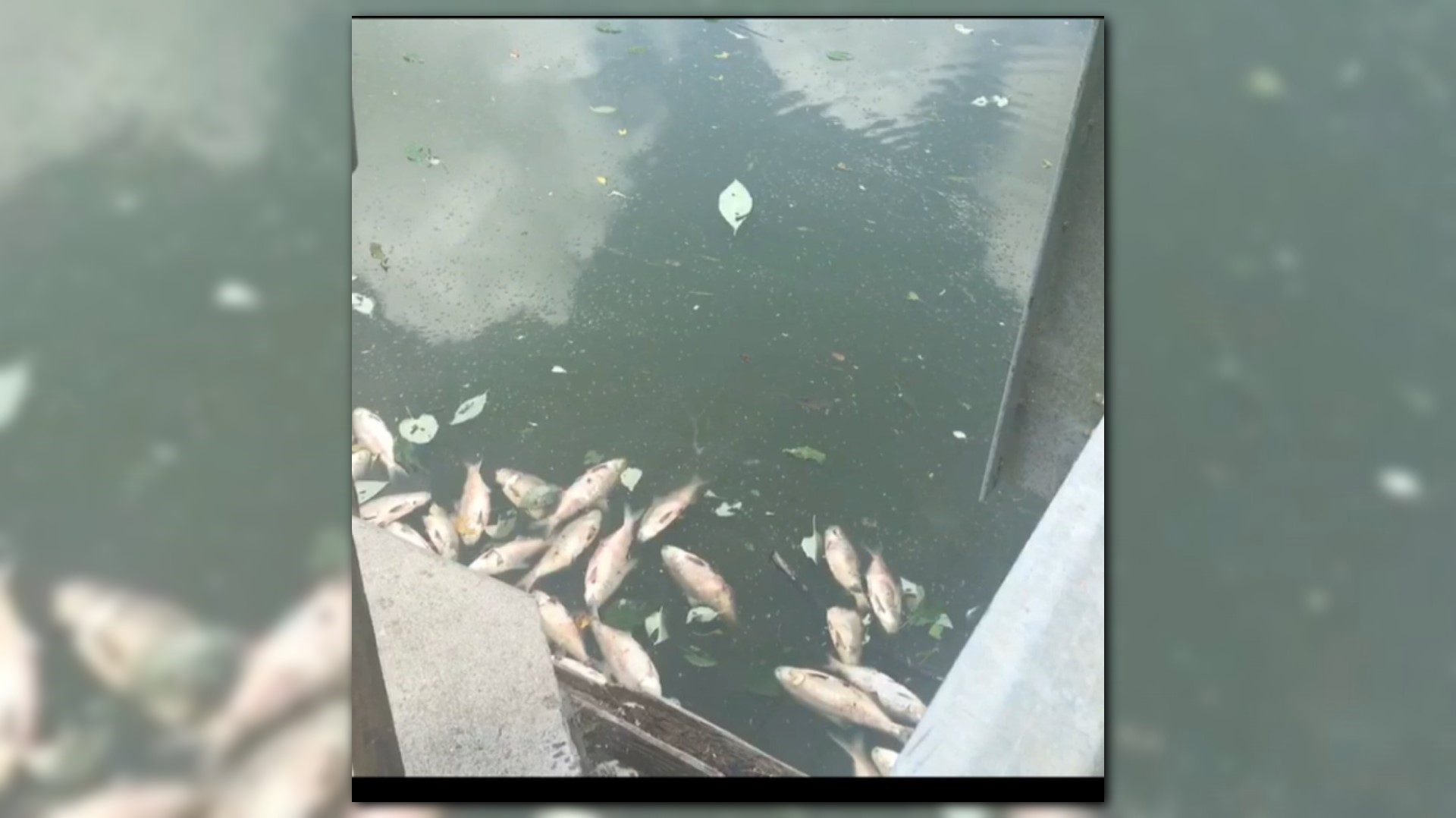 Stumpy Lake riddled with hundreds of dead fish in Virginia Beach ...