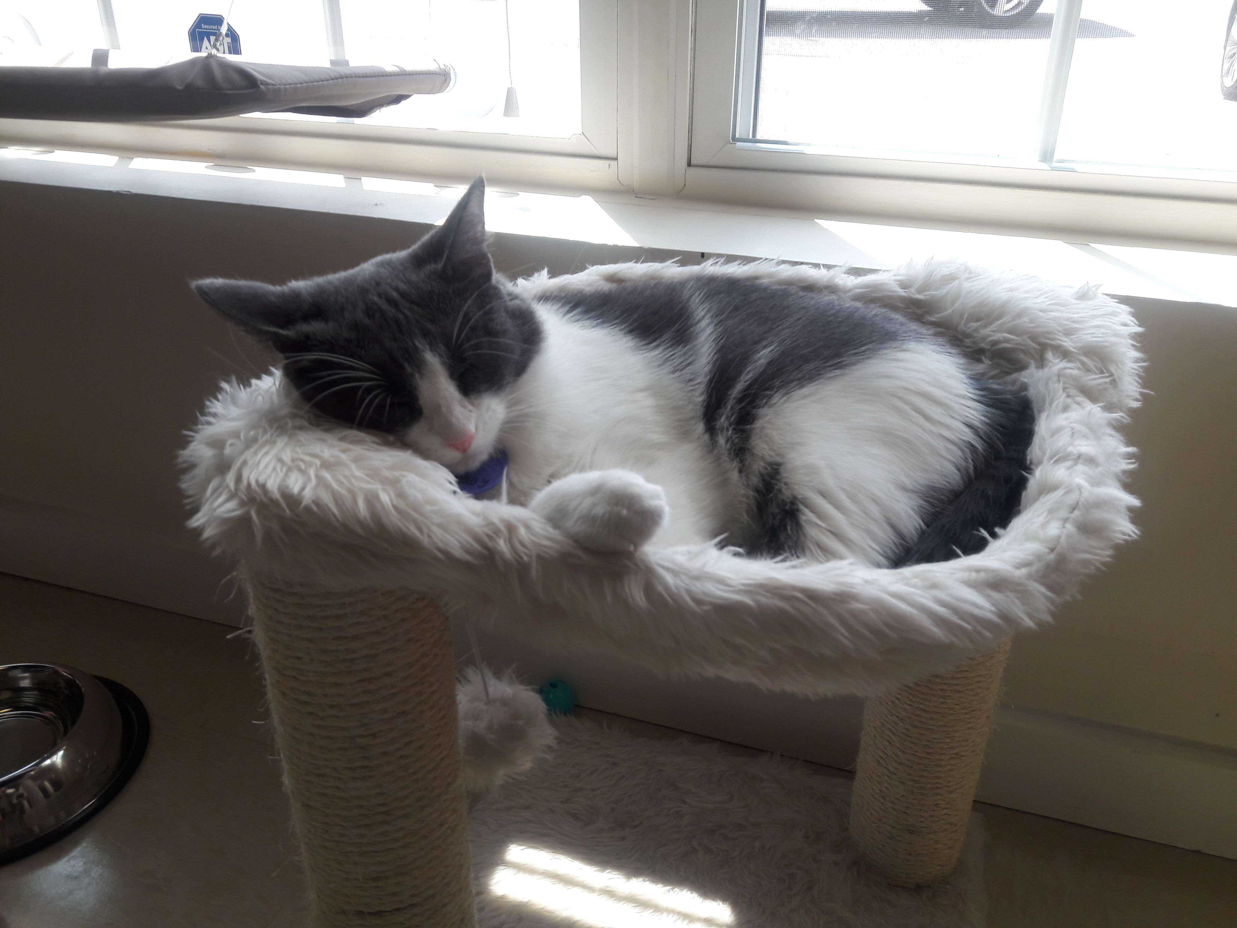 Cafe brings people, adoptable cats together in interactive environment ...