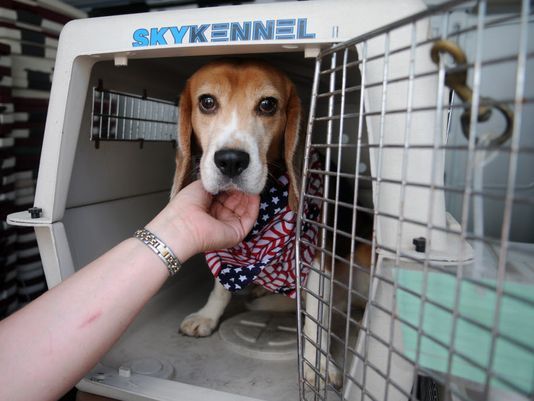The VA conducts gruesome experiments on dogs, then kills them ...