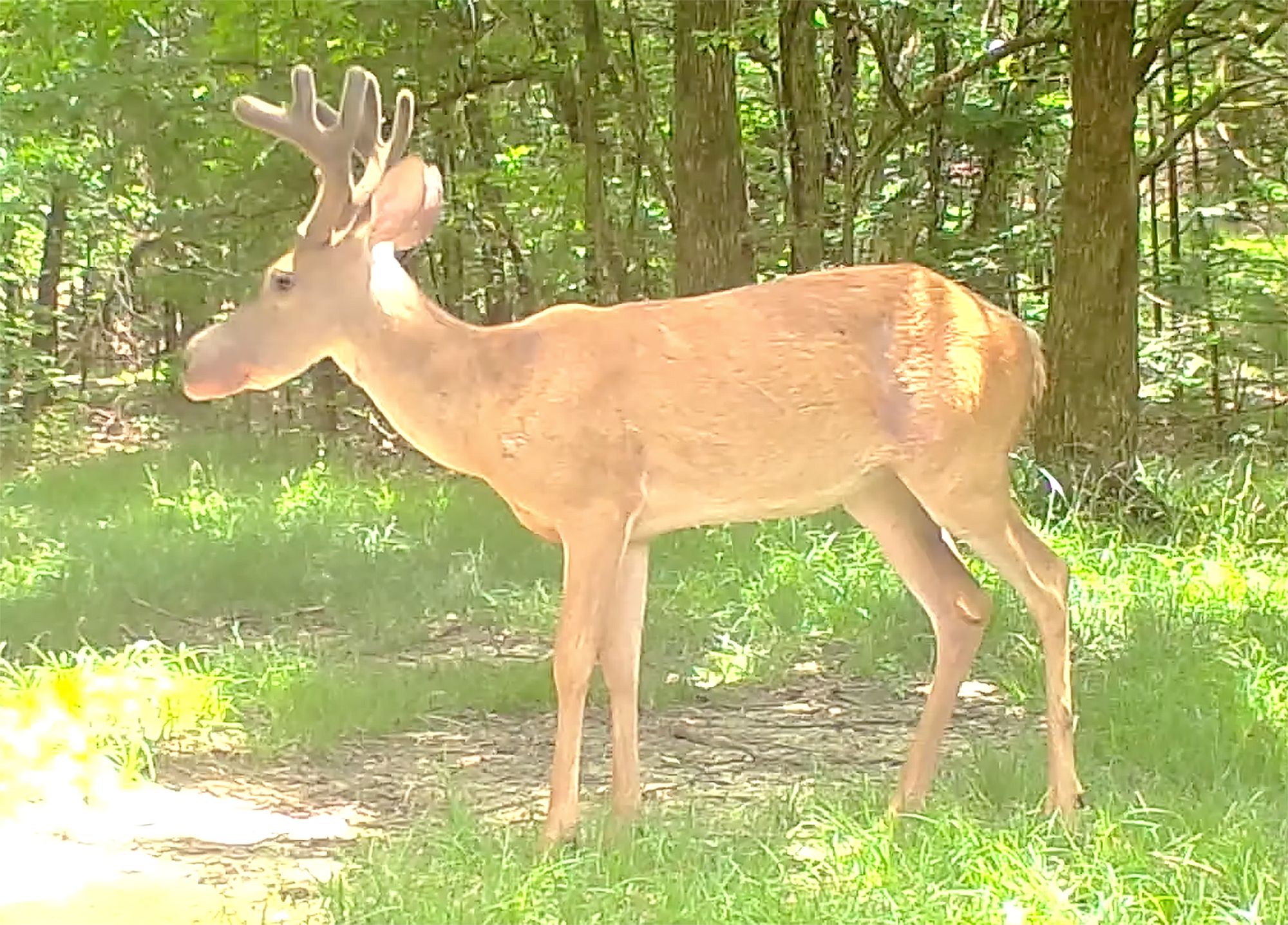 Hunter catches rare Bullwinkle deer on camera | 13newsnow.com