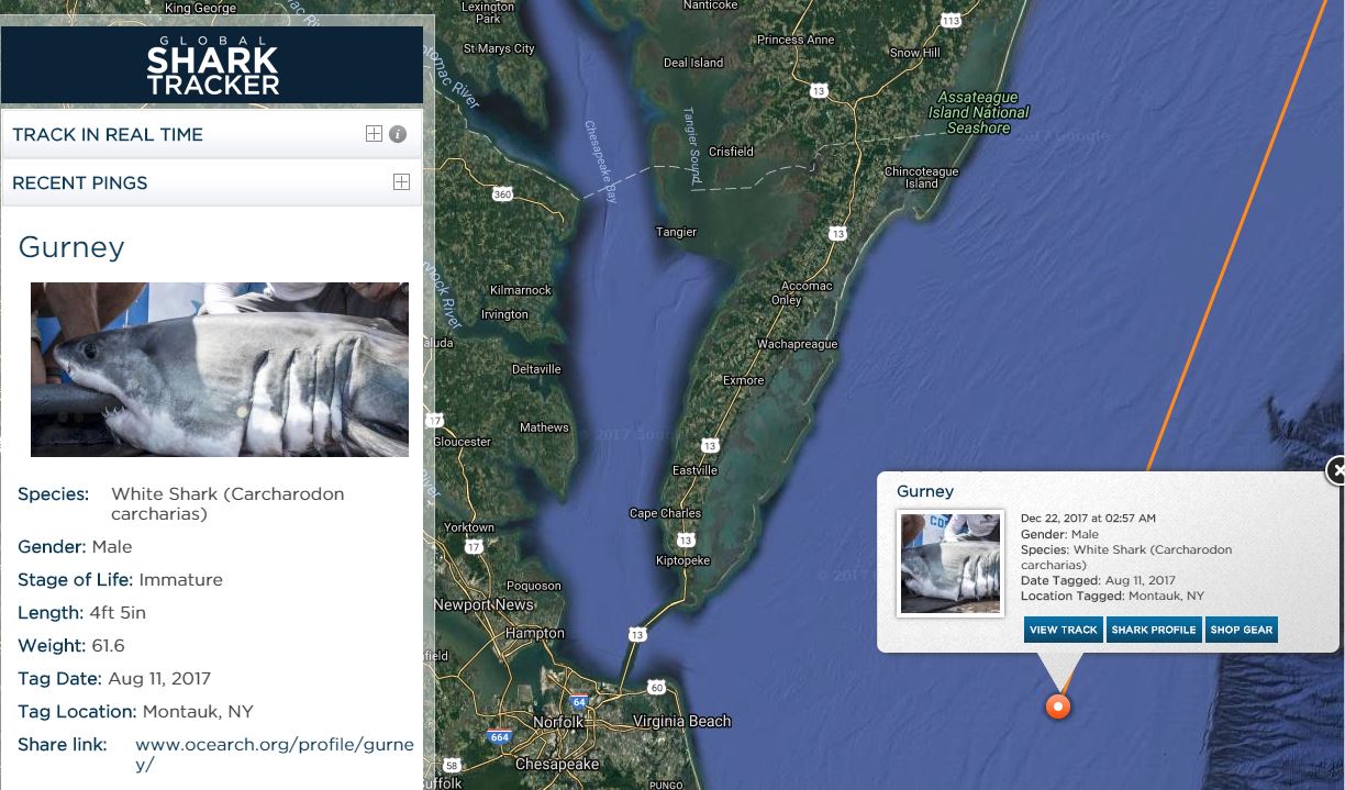 Baby great white shark pings off Va. Beach coast | 13newsnow.com