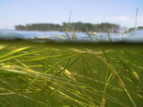 Chesapeake Bay grasses are bouncing back. Did humans help? | 13newsnow.com